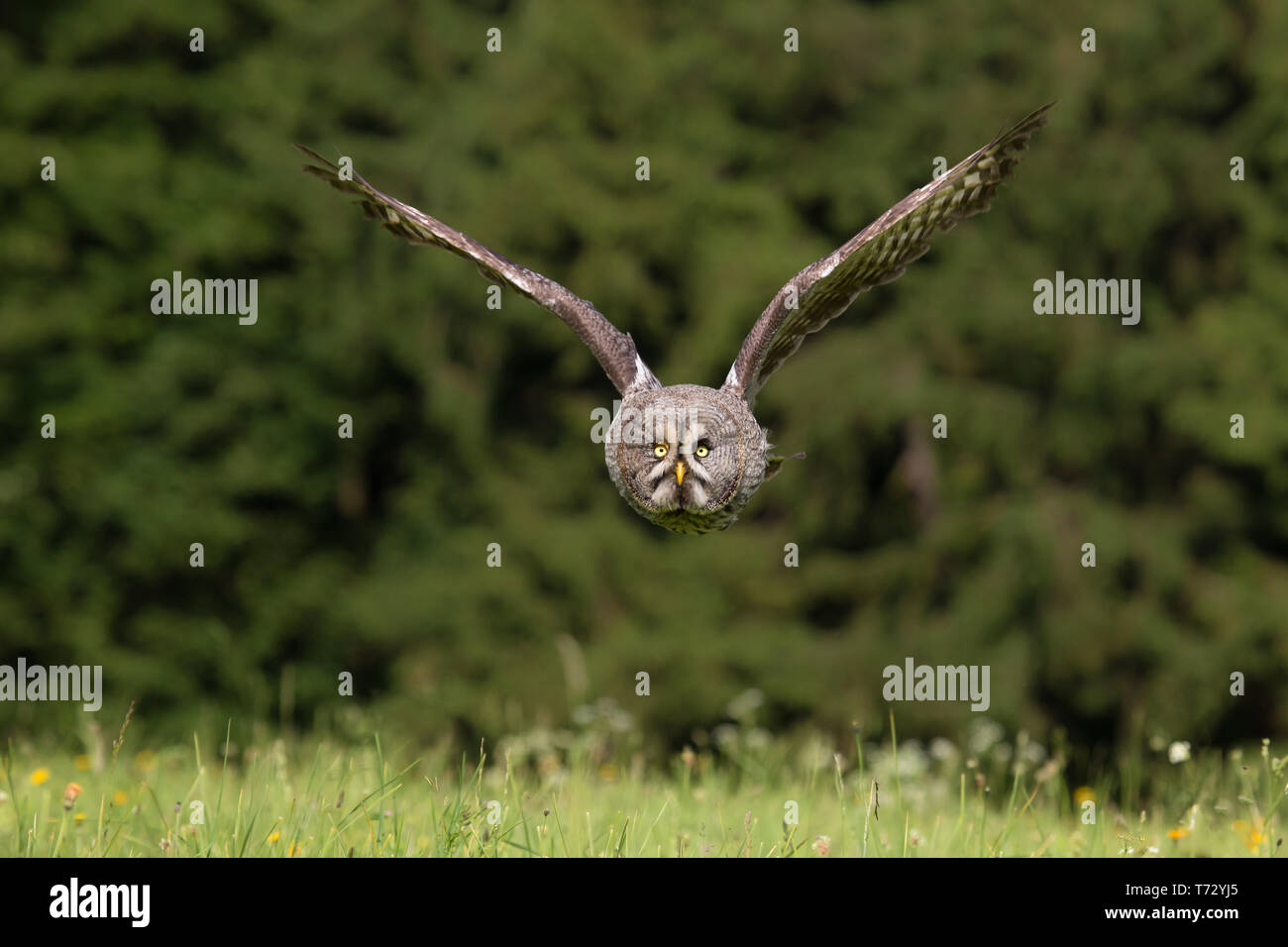 Great grey owl or great gray owl (Strix nebulosa) is a very large owl ...