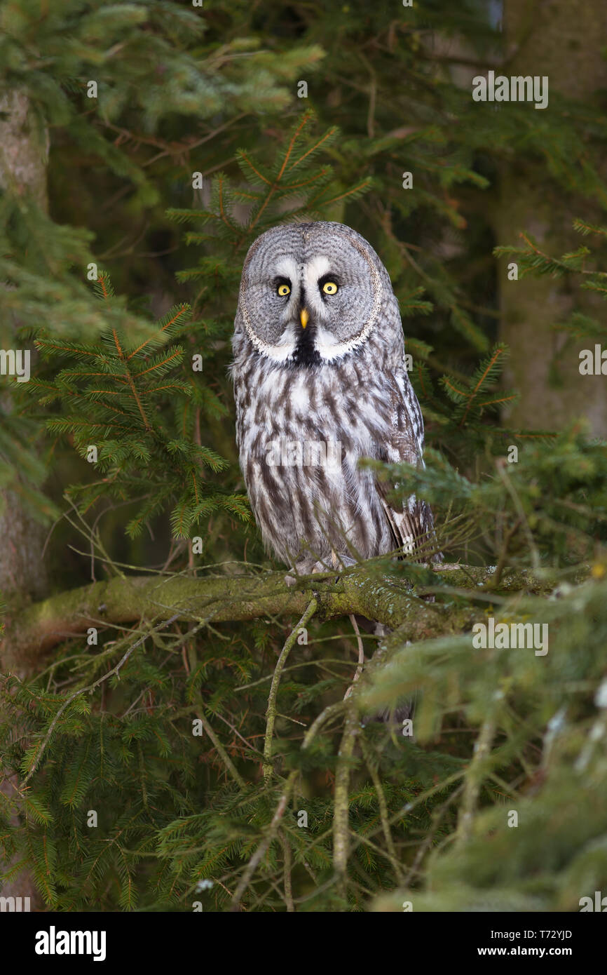 Great grey owl or great gray owl (Strix nebulosa) is a very large owl ...
