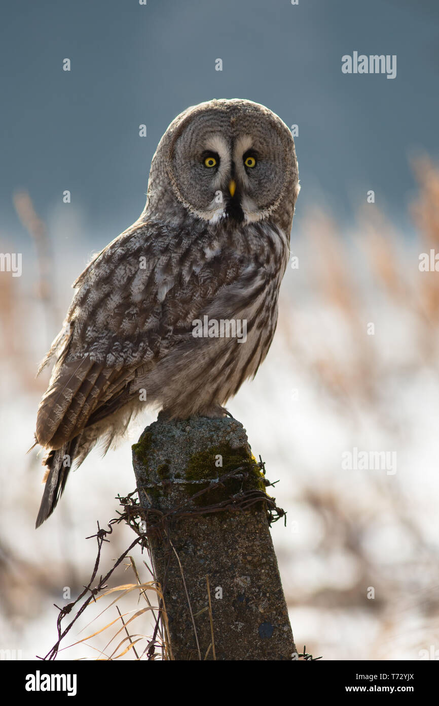 Great grey owl or great gray owl (Strix nebulosa) is a very large owl ...