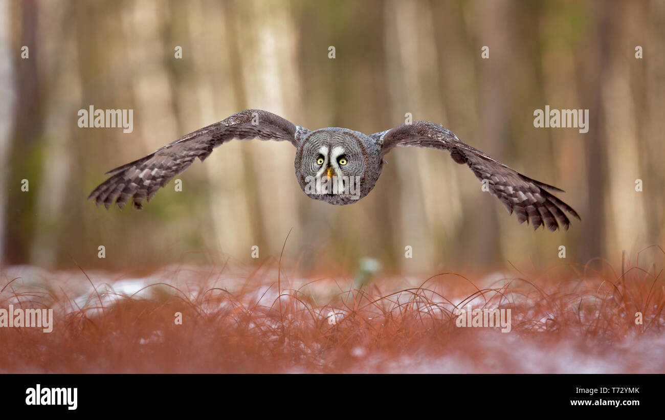 Great grey owl or great gray owl (Strix nebulosa) is a very large owl ...