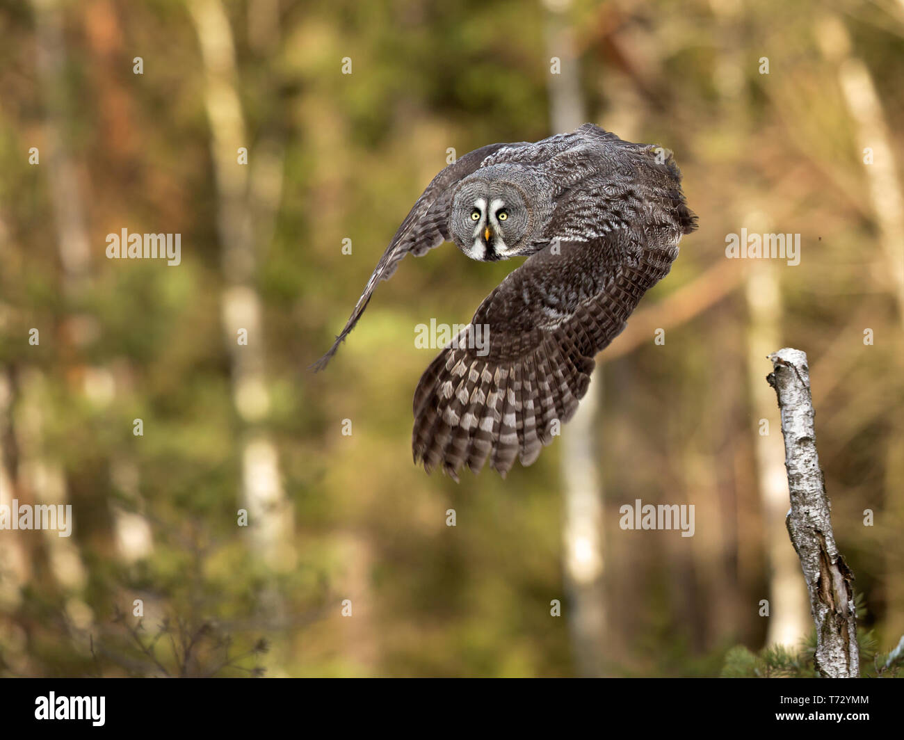 Great grey owl or great gray owl (Strix nebulosa) is a very large owl ...