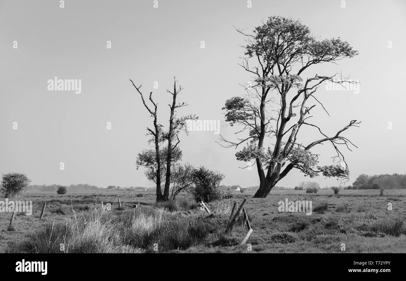 Tree sunlight fence spring Black and White Stock Photos & Images - Alamy