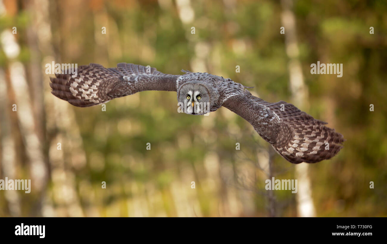 Great grey owl or great gray owl (Strix nebulosa) is a very large owl ...