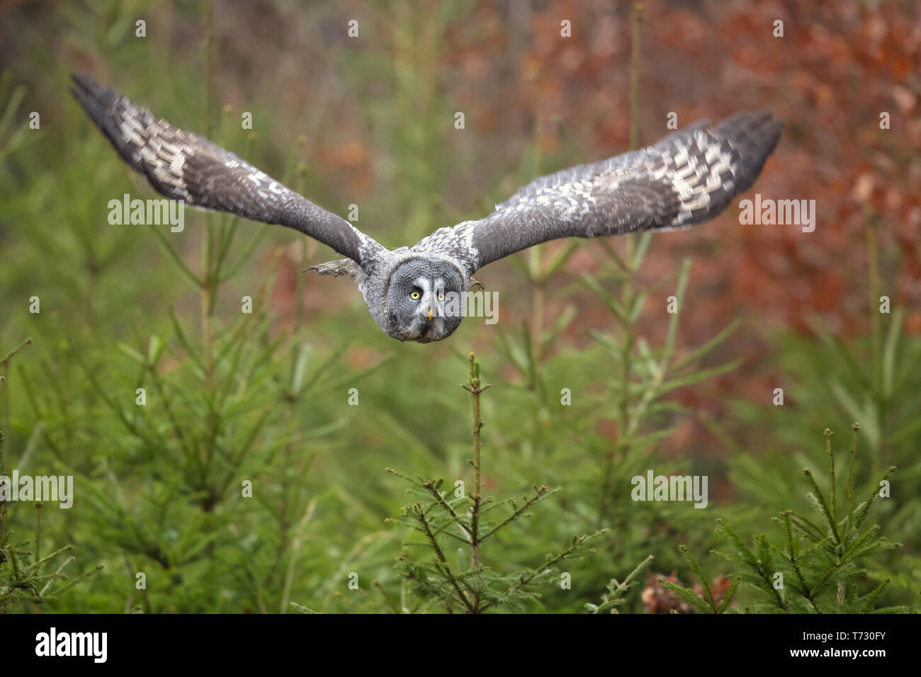 Great grey owl or great gray owl (Strix nebulosa) is a very large owl ...