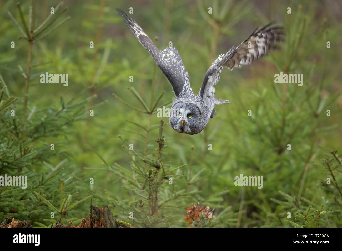 Great grey owl or great gray owl (Strix nebulosa) is a very large owl ...