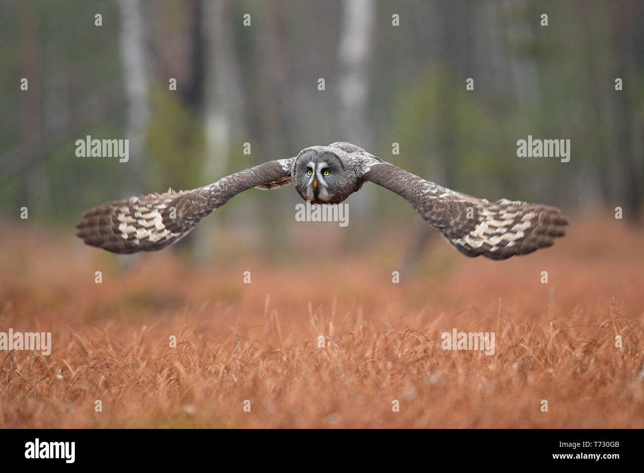 Great grey owl or great gray owl (Strix nebulosa) is a very large owl ...
