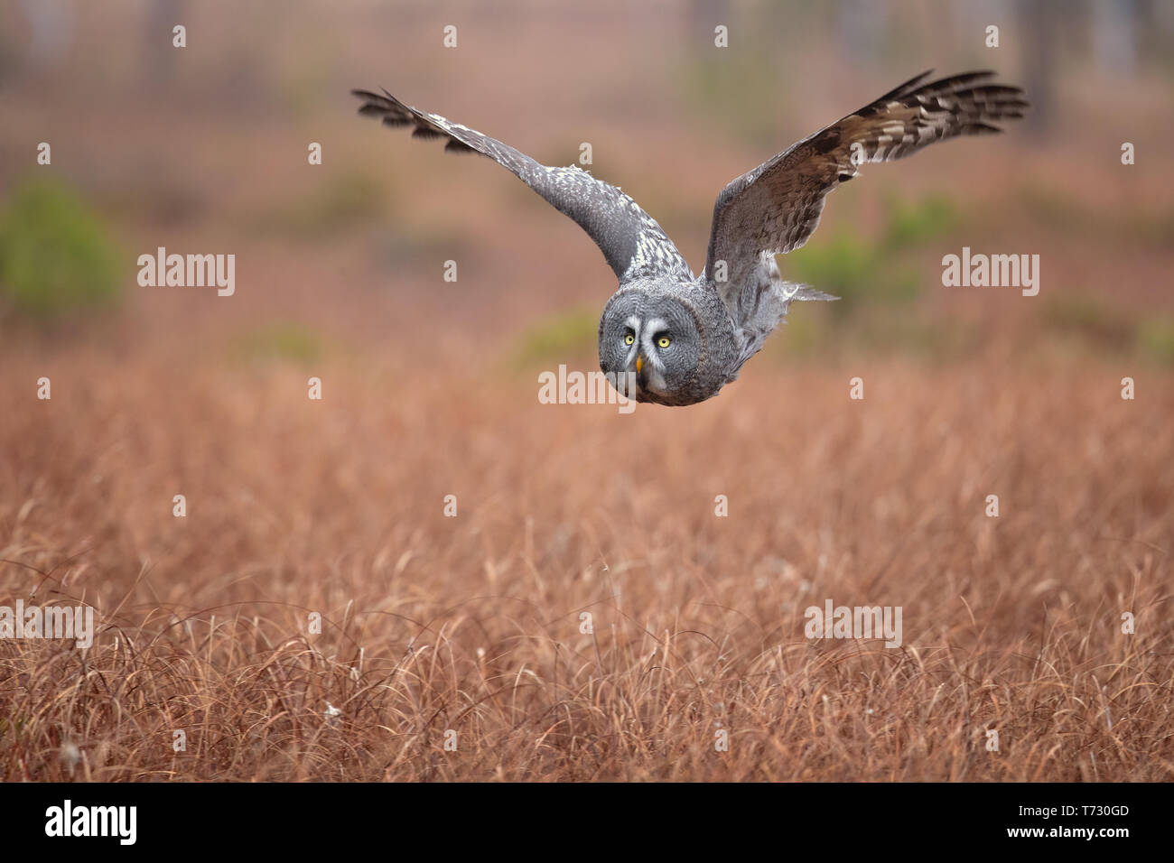 Great grey owl or great gray owl (Strix nebulosa) is a very large owl ...