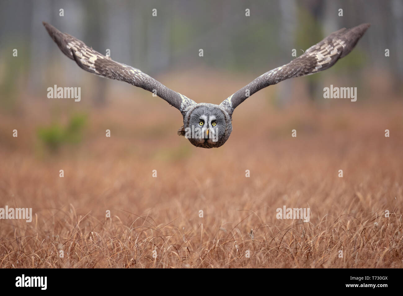 Great grey owl or great gray owl (Strix nebulosa) is a very large owl ...