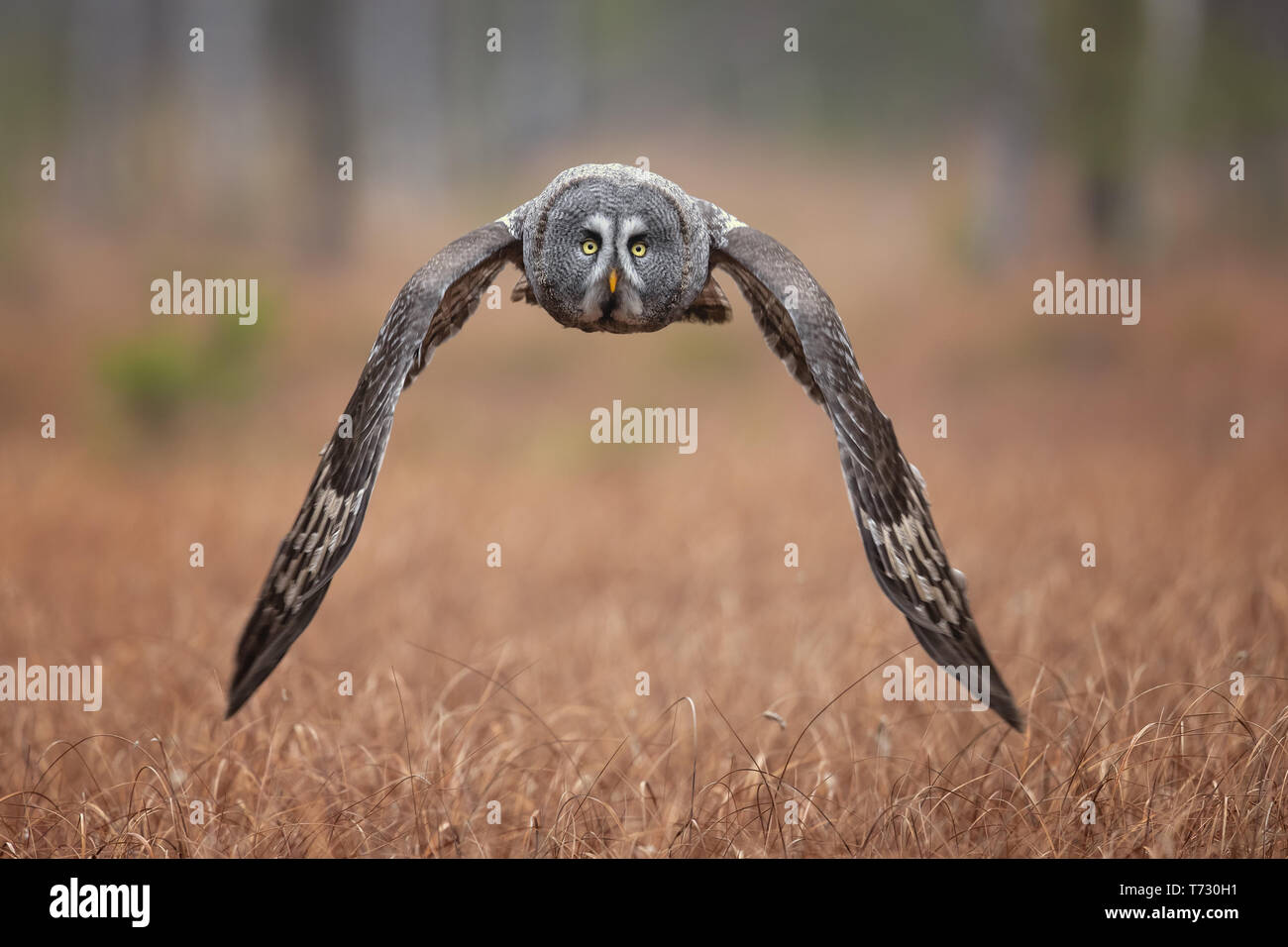 Great grey owl or great gray owl (Strix nebulosa) is a very large owl ...
