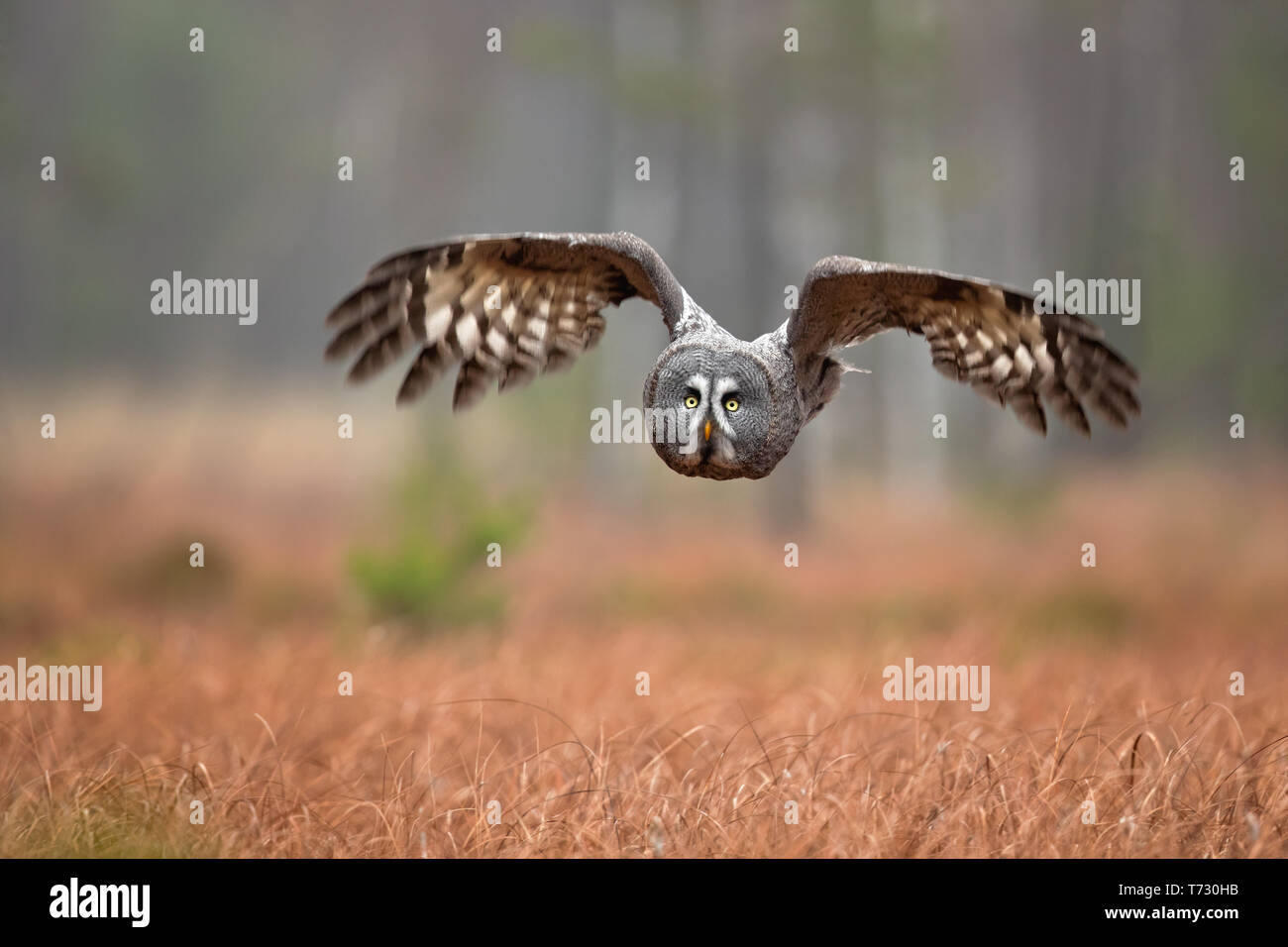 Great grey owl or great gray owl (Strix nebulosa) is a very large owl ...