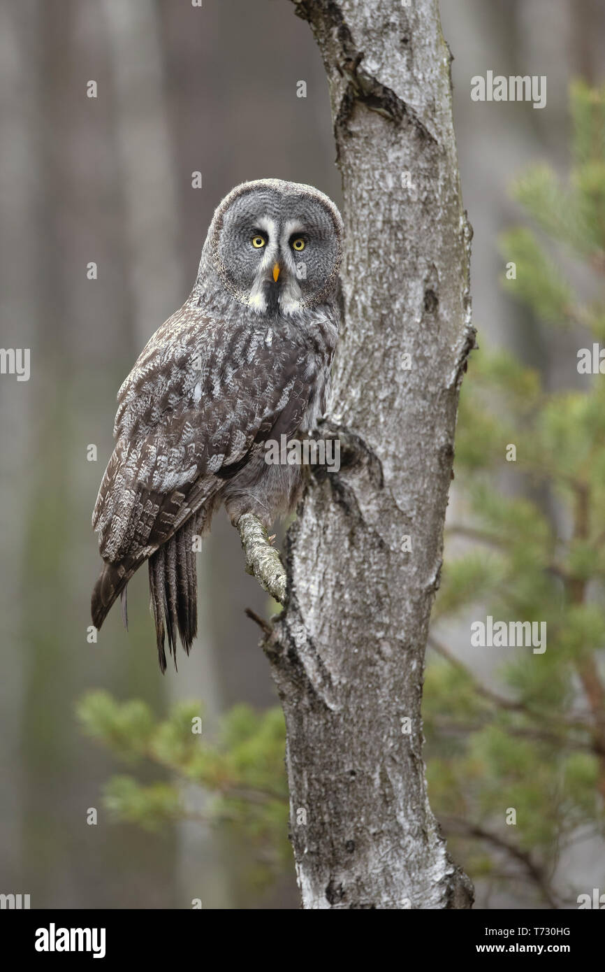 Great grey owl or great gray owl (Strix nebulosa) is a very large owl ...