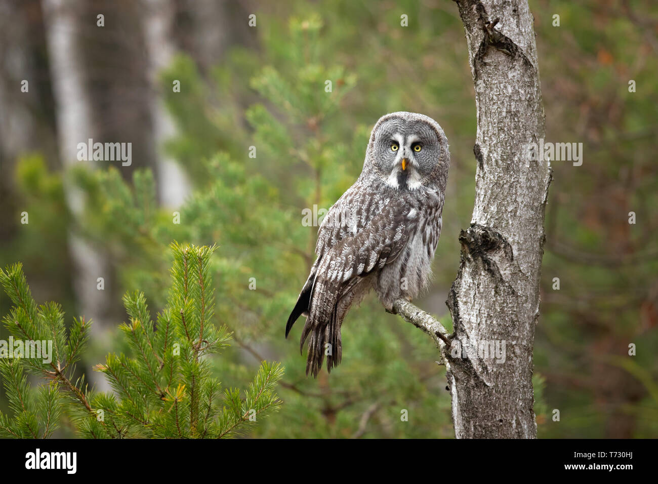Great grey owl or great gray owl (Strix nebulosa) is a very large owl ...