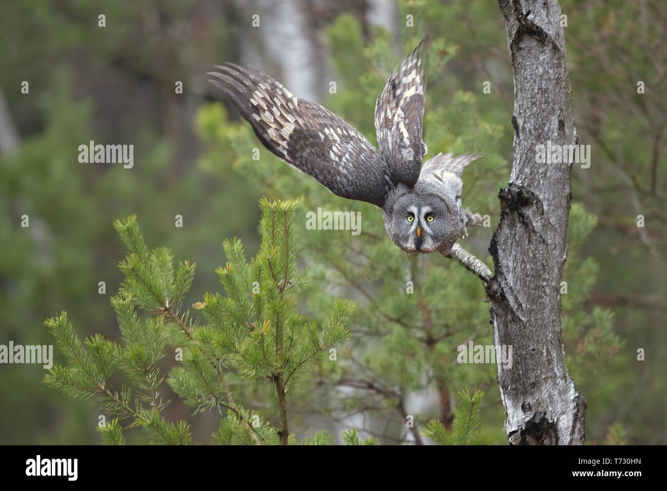 Great grey owl or great gray owl (Strix nebulosa) is a very large owl ...