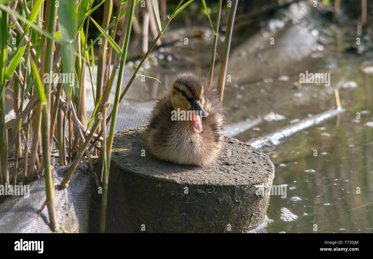 Duck yawning hi-res stock photography and images - Alamy