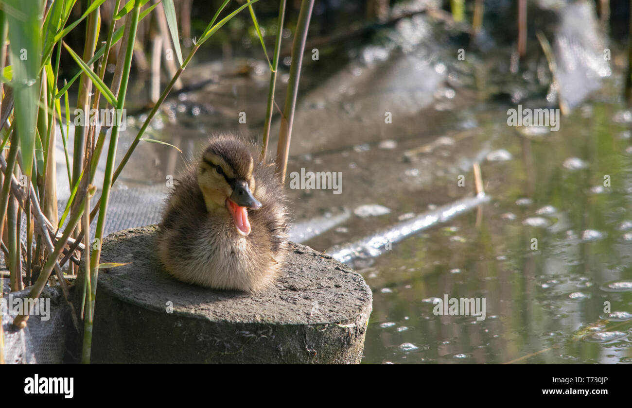 Duck yawning hi-res stock photography and images - Alamy