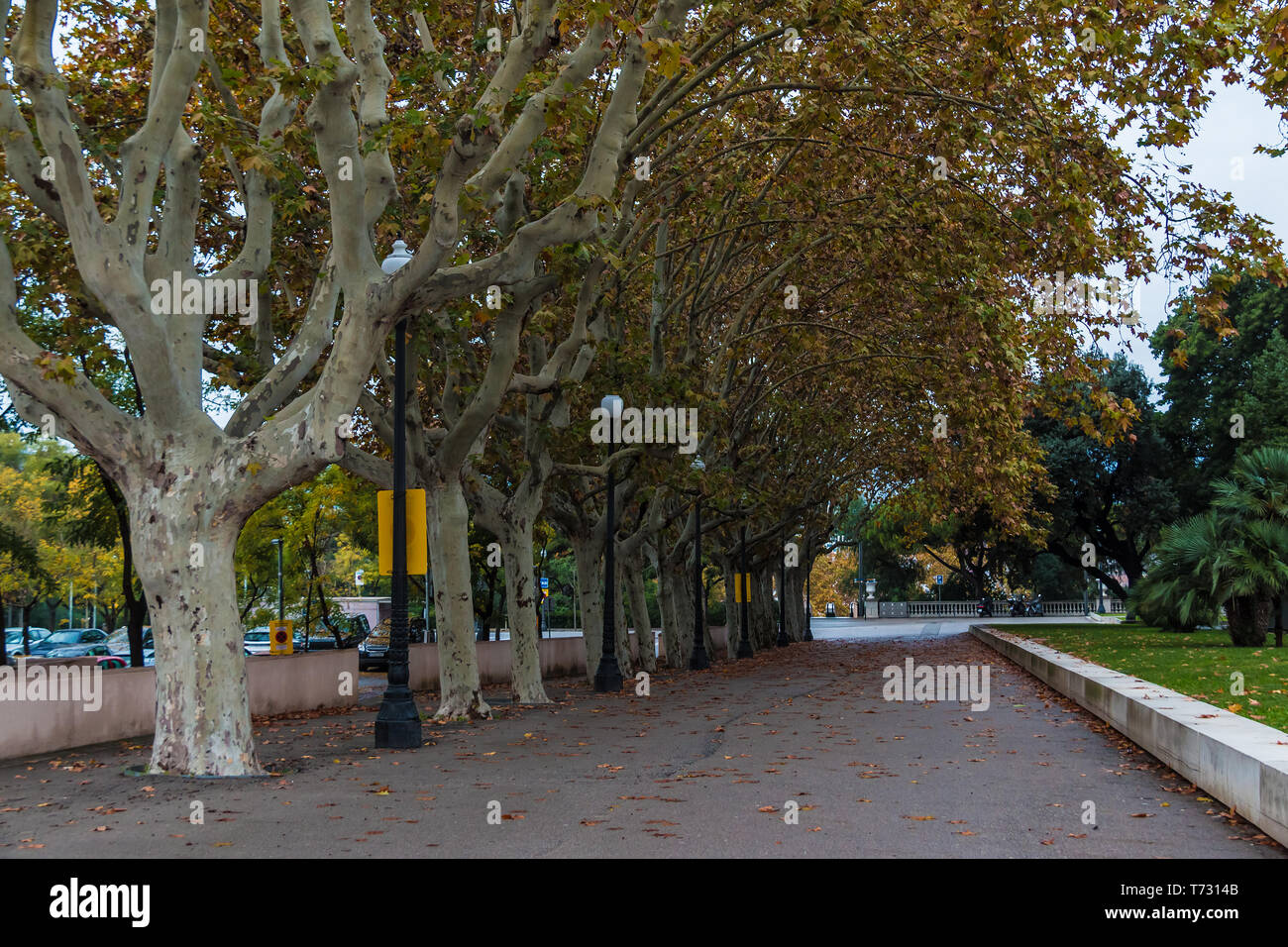 Perspective view of the plane tree alley on the Mirador del Palau ...