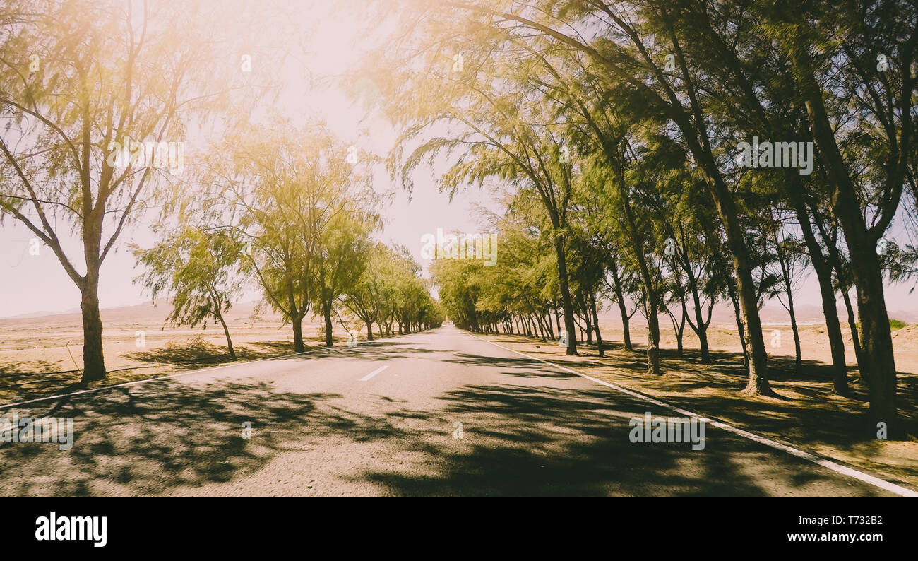 Long way road vieqed from asphalt ground level with trees on the sides ...