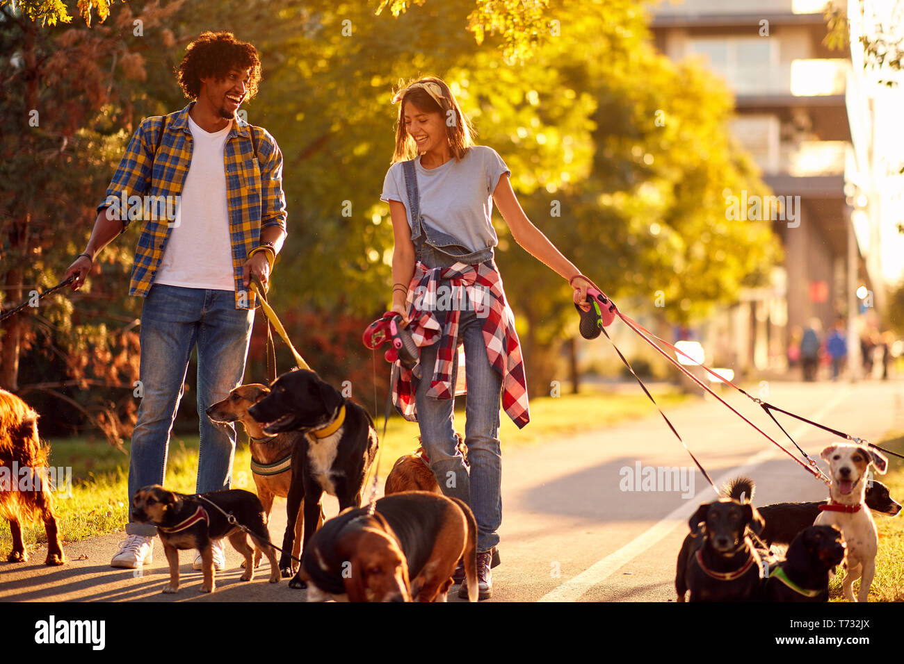 Dog pack group hi-res stock photography and images - Alamy