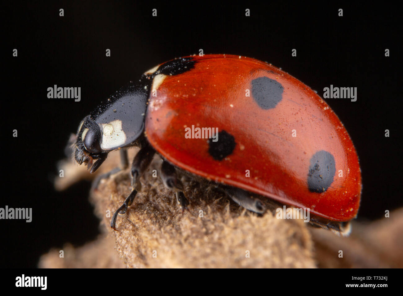 Tiny red ladybug with 4 spots on brown leaf macro photography Stock ...