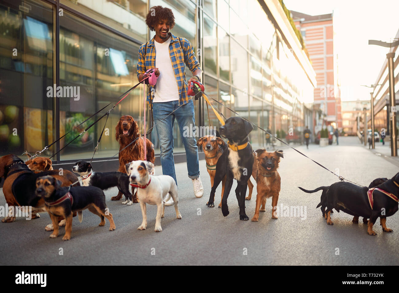 Professional dog walker walking lots of dogs hi-res stock photography ...