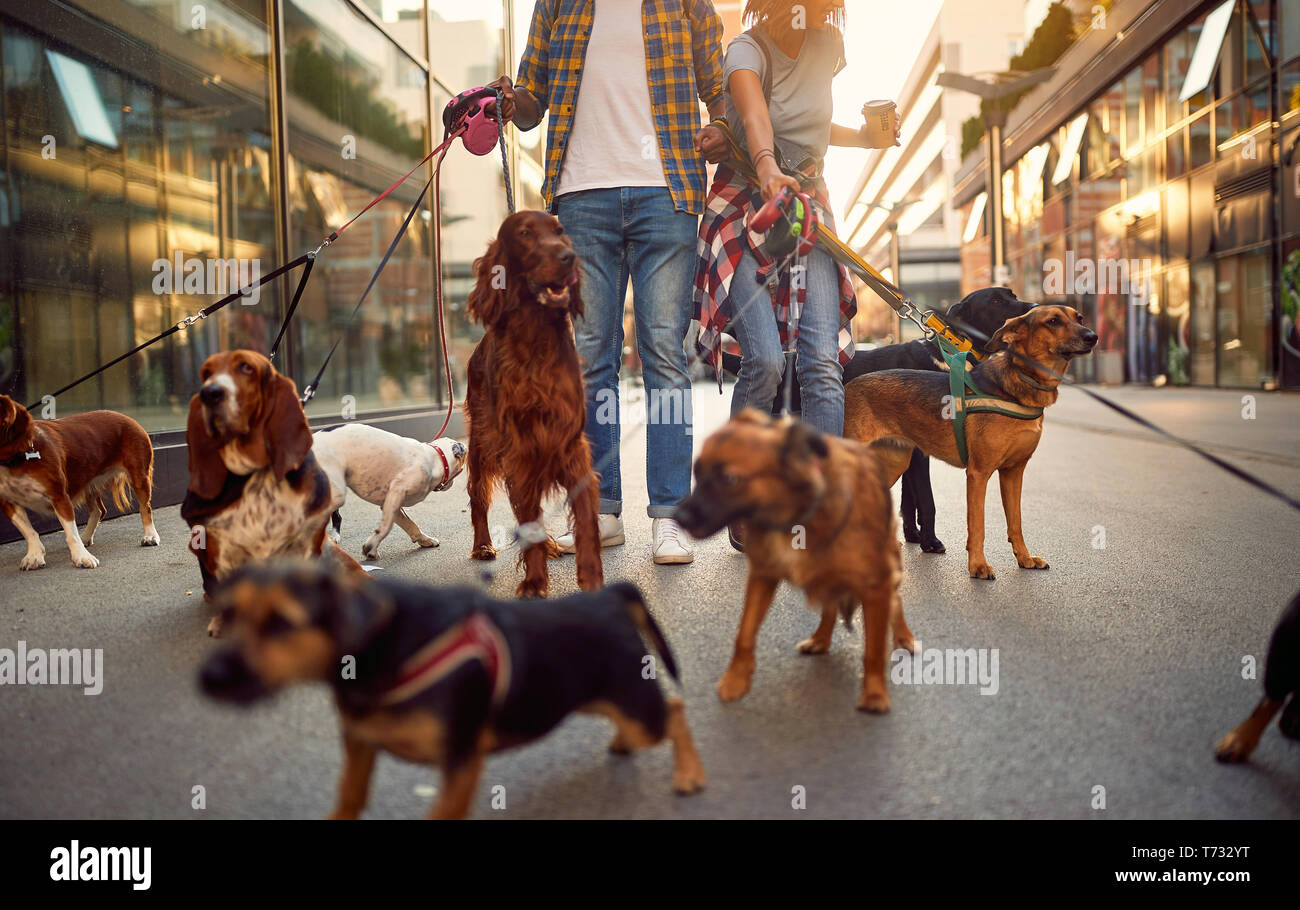 Professional dog walker walking lots of dogs hi-res stock photography ...