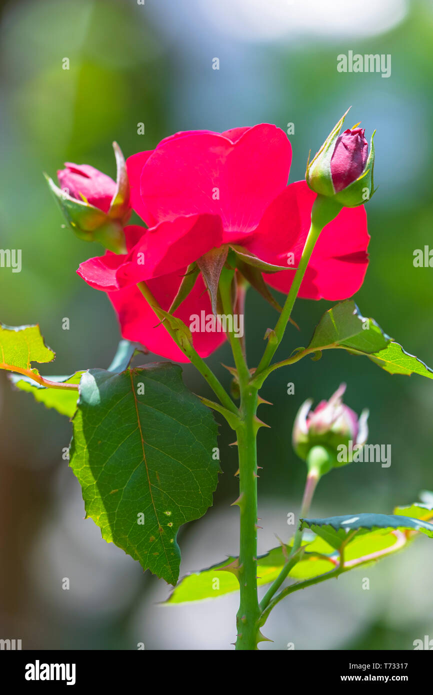 A rose bud on natural green background view from our garden Stock Photo ...