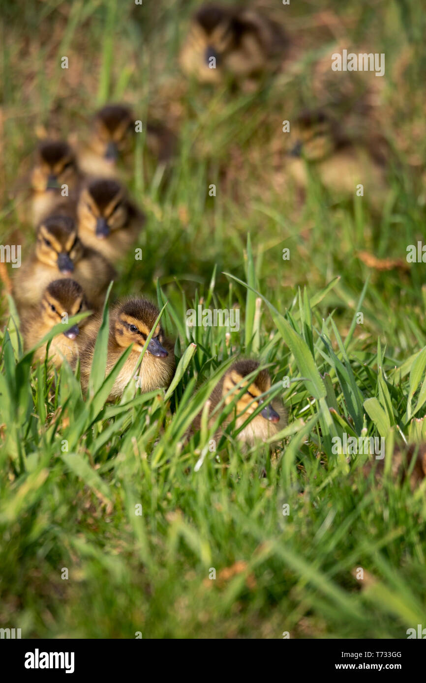 A portrait of some baby ducks walking through some tall grass behind ...