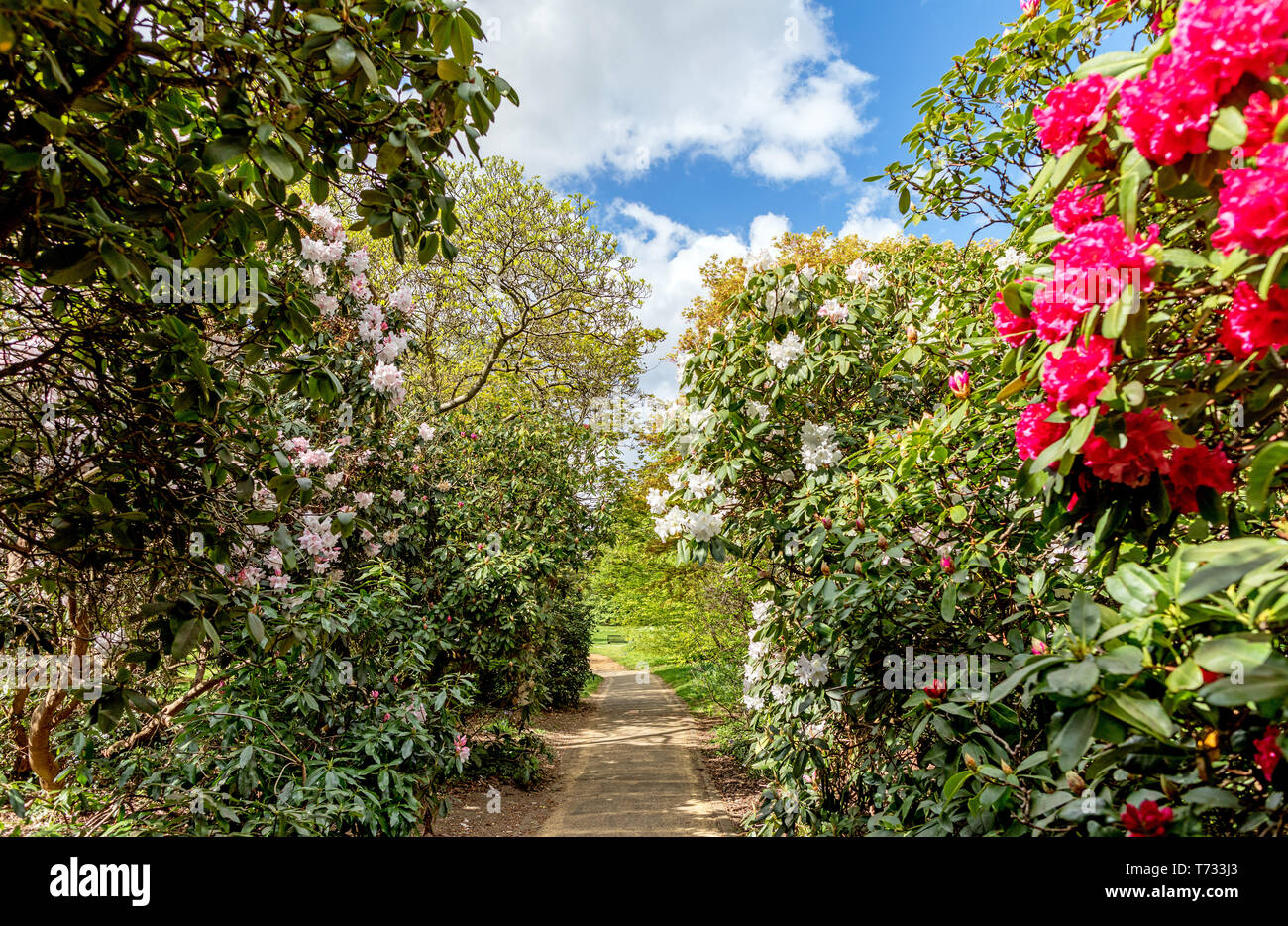 Spring Blossom In Cannizaro Park Wimbledon Surrey UK Stock Photo - Alamy