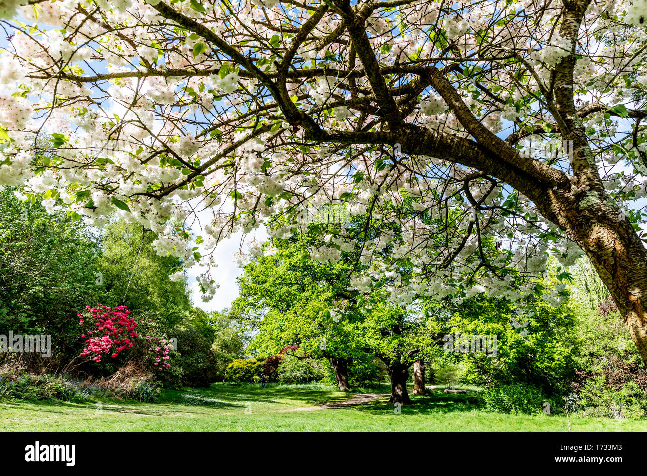 Spring Blossom In Cannizaro Park Wimbledon Surrey UK Stock Photo - Alamy
