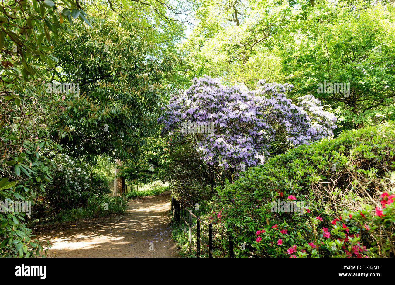 Spring Blossom In Cannizaro Park Wimbledon Surrey UK Stock Photo - Alamy