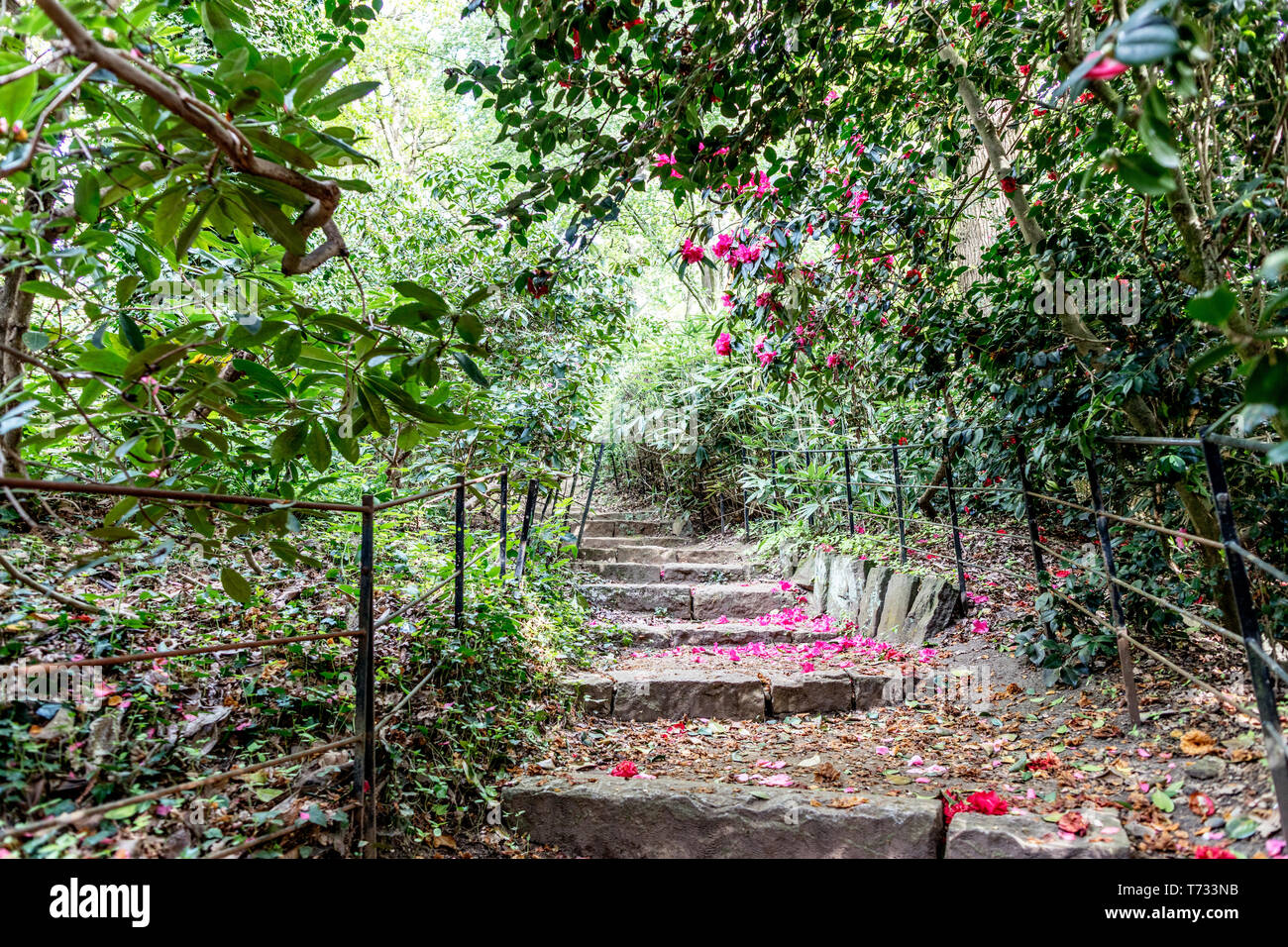 Spring Blossom In Cannizaro Park Wimbledon Surrey UK Stock Photo - Alamy