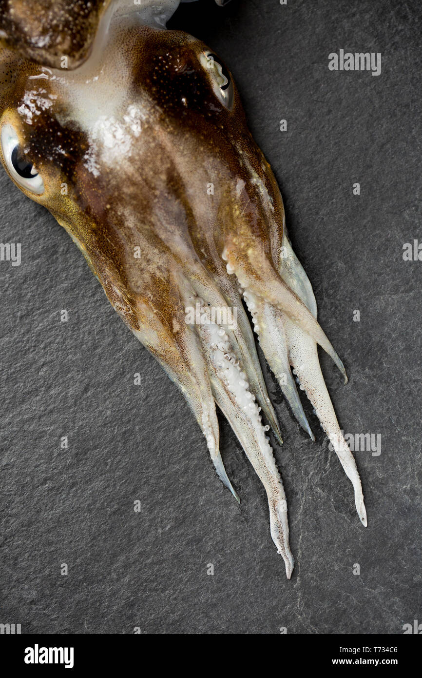 Cuttlefish uk hi-res stock photography and images - Alamy