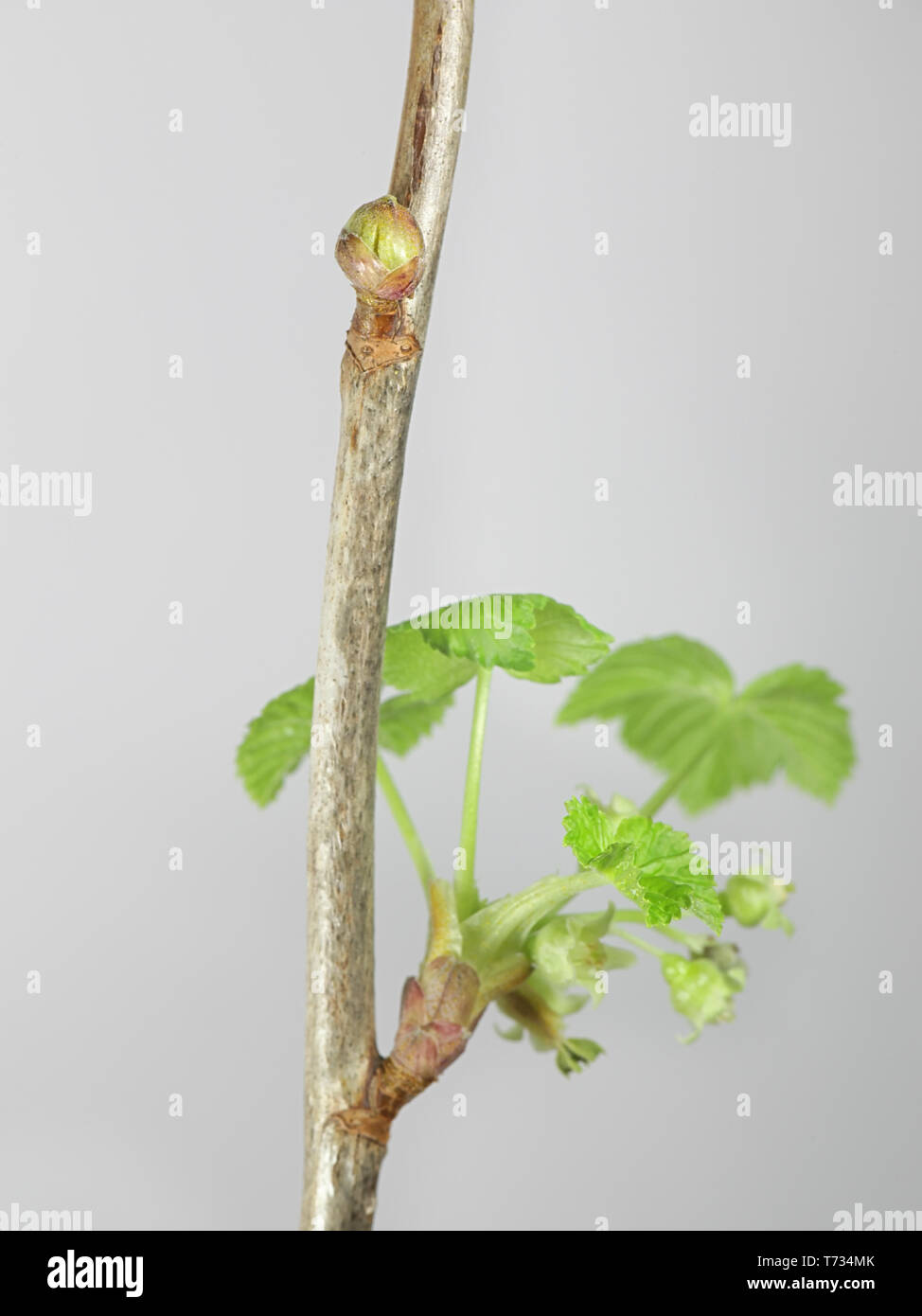 Blackcurrant big bud mite hi-res stock photography and images - Alamy