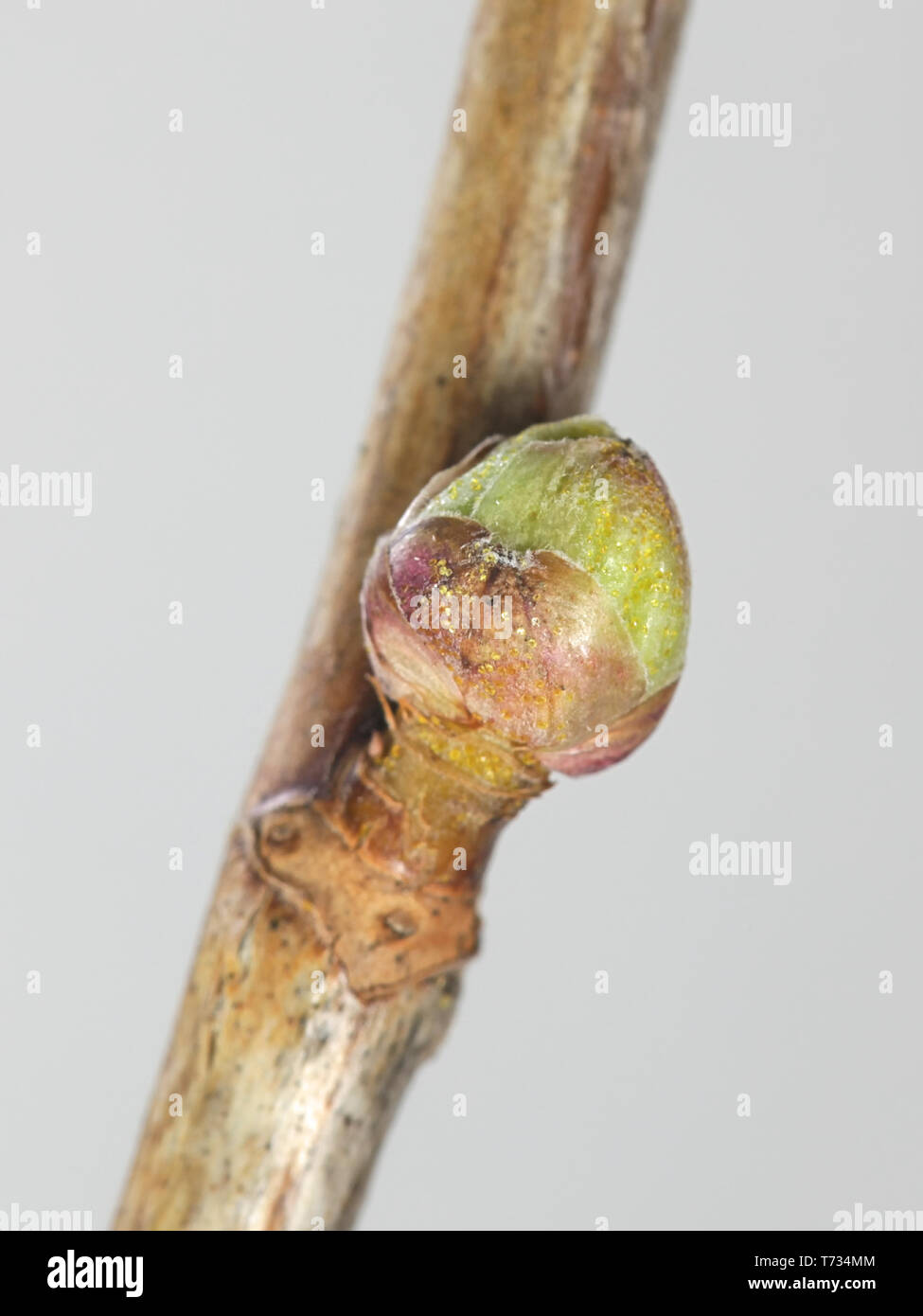 Bud affected by Blackcurrant gall mite or big bud mite, Cecidophyopsis ...