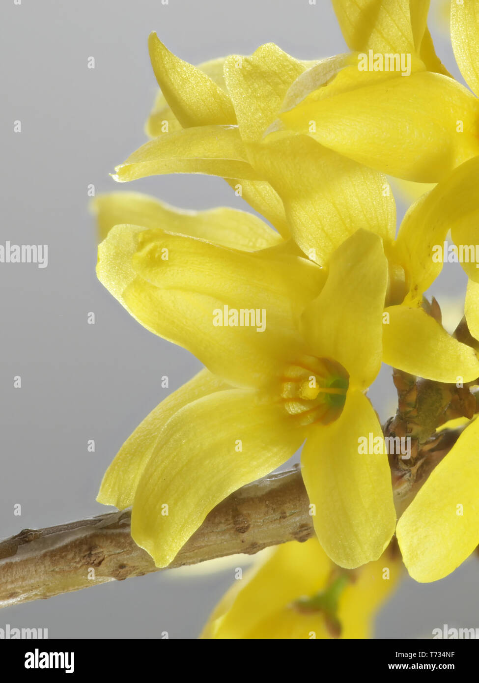 Forsythia ovata, commonly knows as Easter tree or Forsythia Stock Photo ...