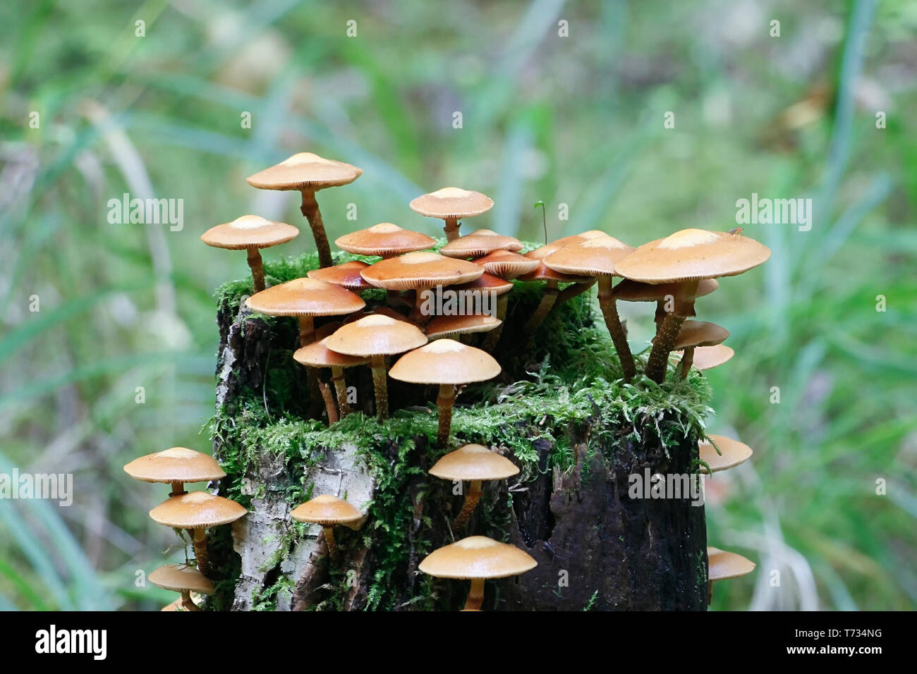 Kuehneromyces mutabilis fungi hi-res stock photography and images - Alamy
