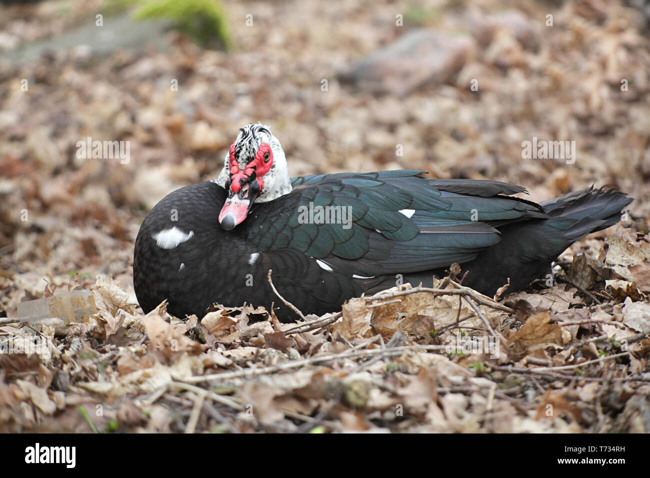 Muscovy duck, Cairina moschata, a domesticated duck Stock Photo - Alamy