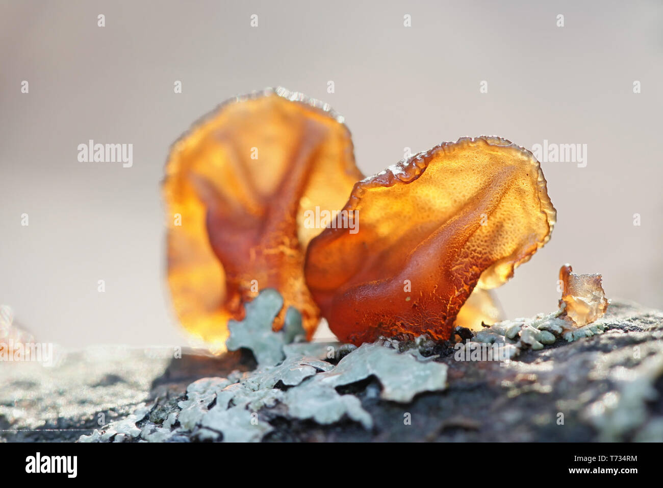 Exidia recisa, Amber Jelly fungus, growing on willow in Finland Stock ...