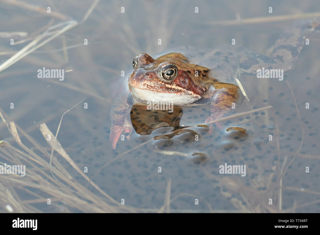 Common frog, Rana temporaria, also known as the European common frog ...