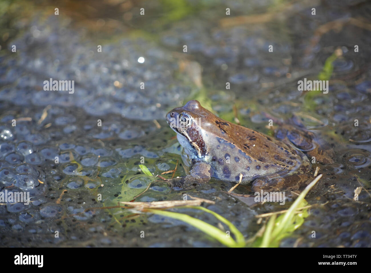 Common frog, Rana temporaria, also known as the European common frog ...