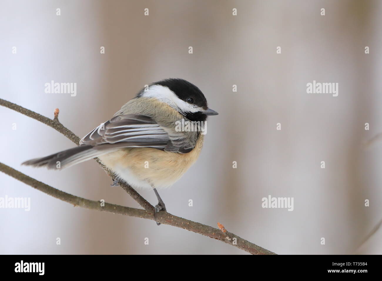 Chickadee tail hi-res stock photography and images - Alamy