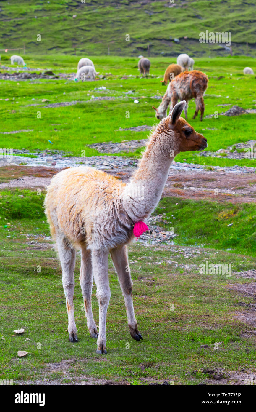Alpaca grazing at Machu Picchu inca ruins in the peruvian Andes,Cuzco ...