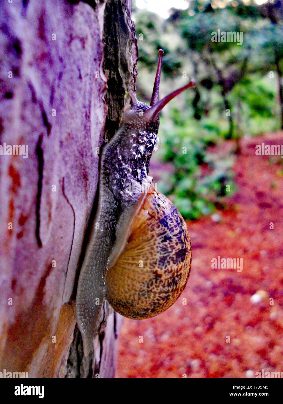 Rivière jungle hi-res stock photography and images - Alamy