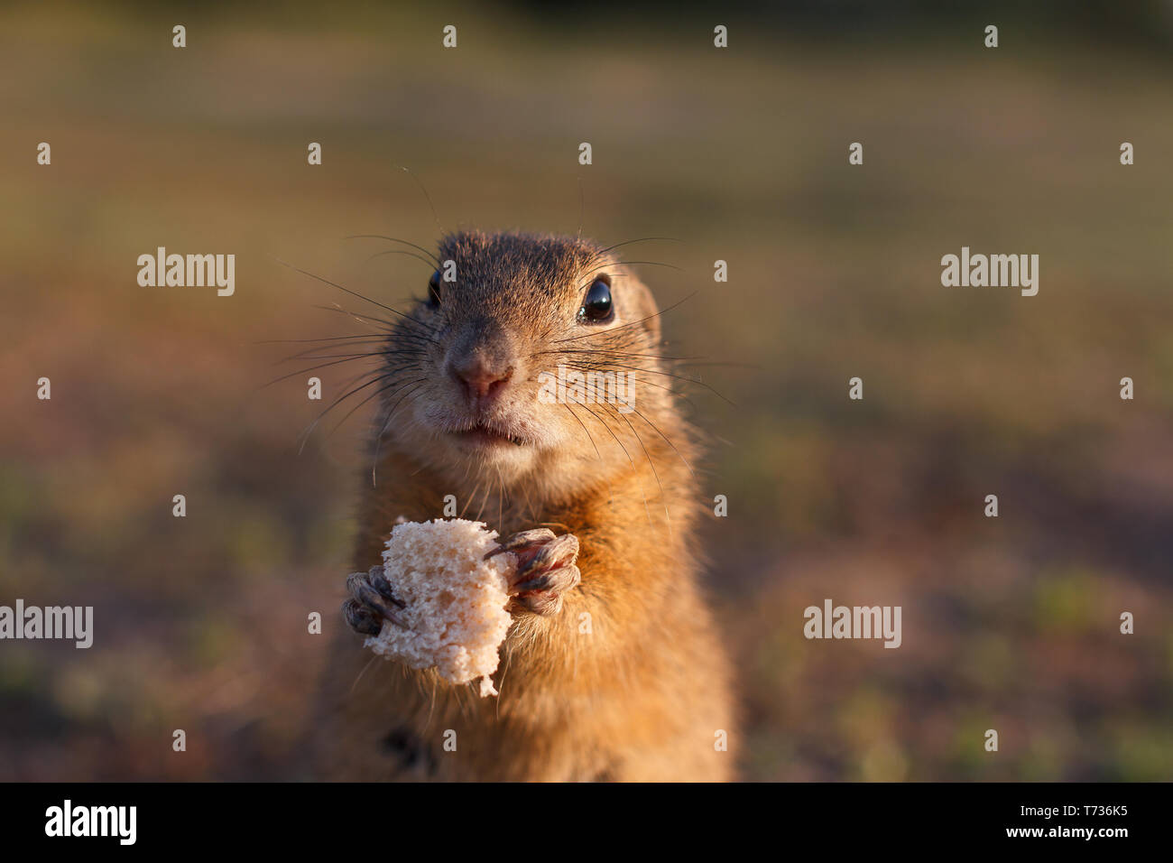 Ground Squirrel Teeth
