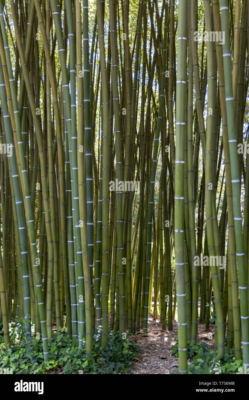 Tall bamboo growth hi-res stock photography and images - Alamy