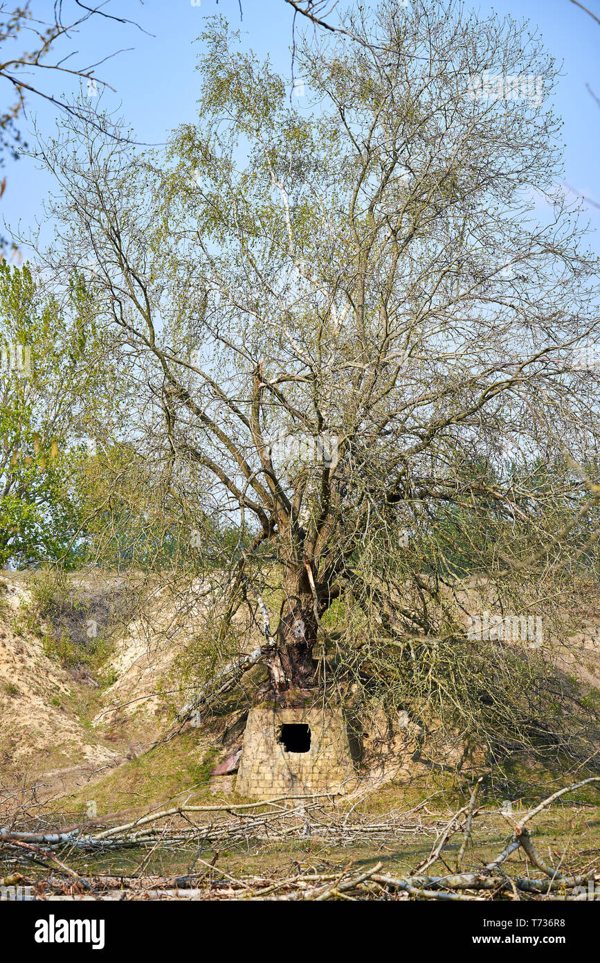 Tree above a tunnel from W.W.II in Tevener Heide, Germany, North Rhine ...