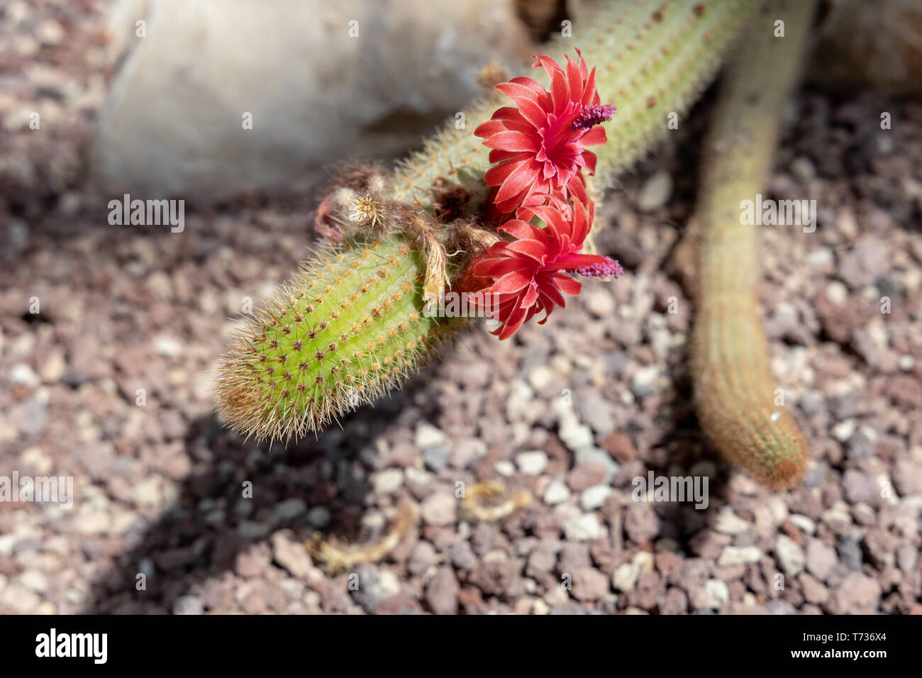 Cleistocactus samaipatanus (cardenas) D R Hunt with vibrant re flowers ...