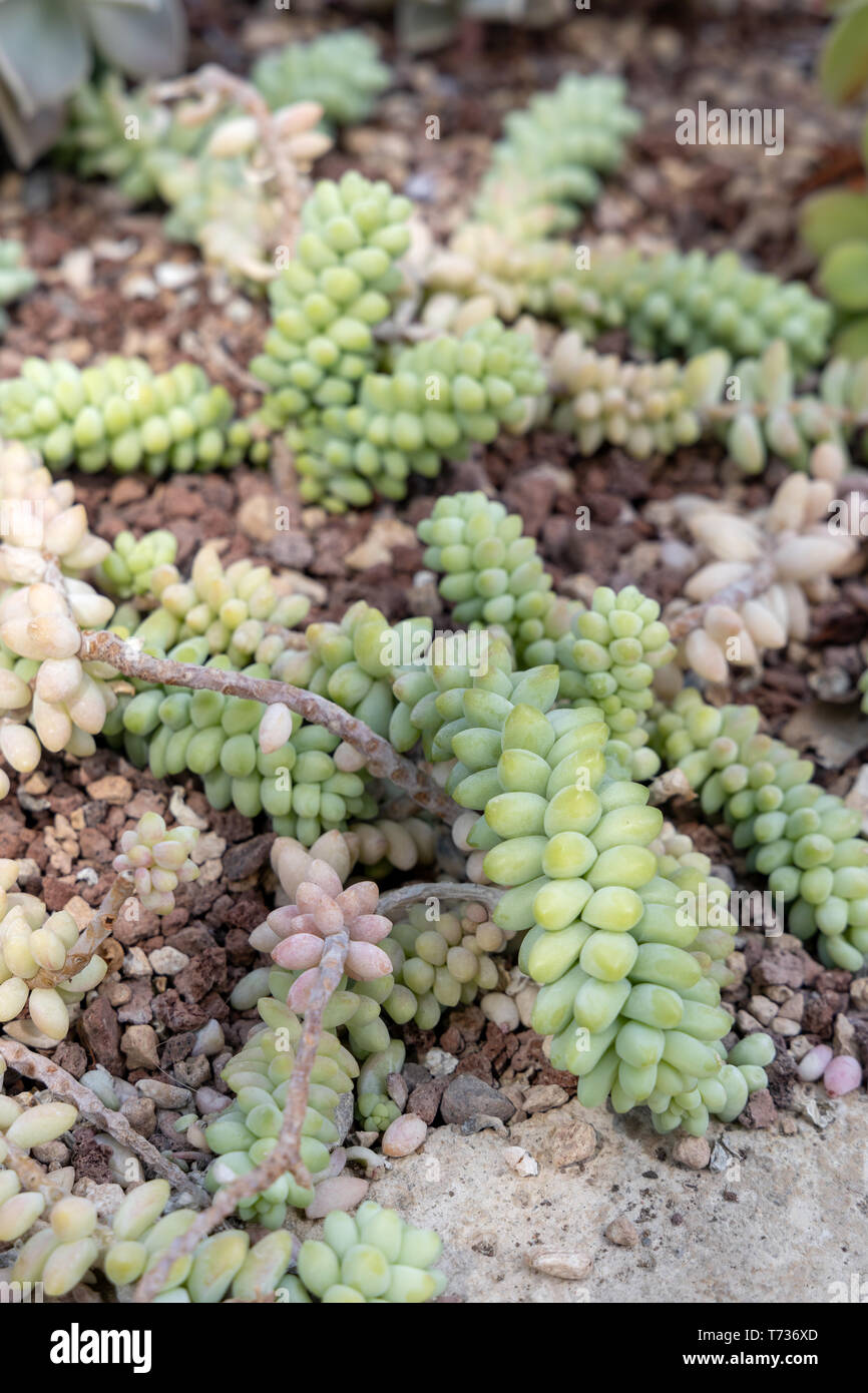 Sedum burrito Moran growing alon the ground Stock Photo - Alamy