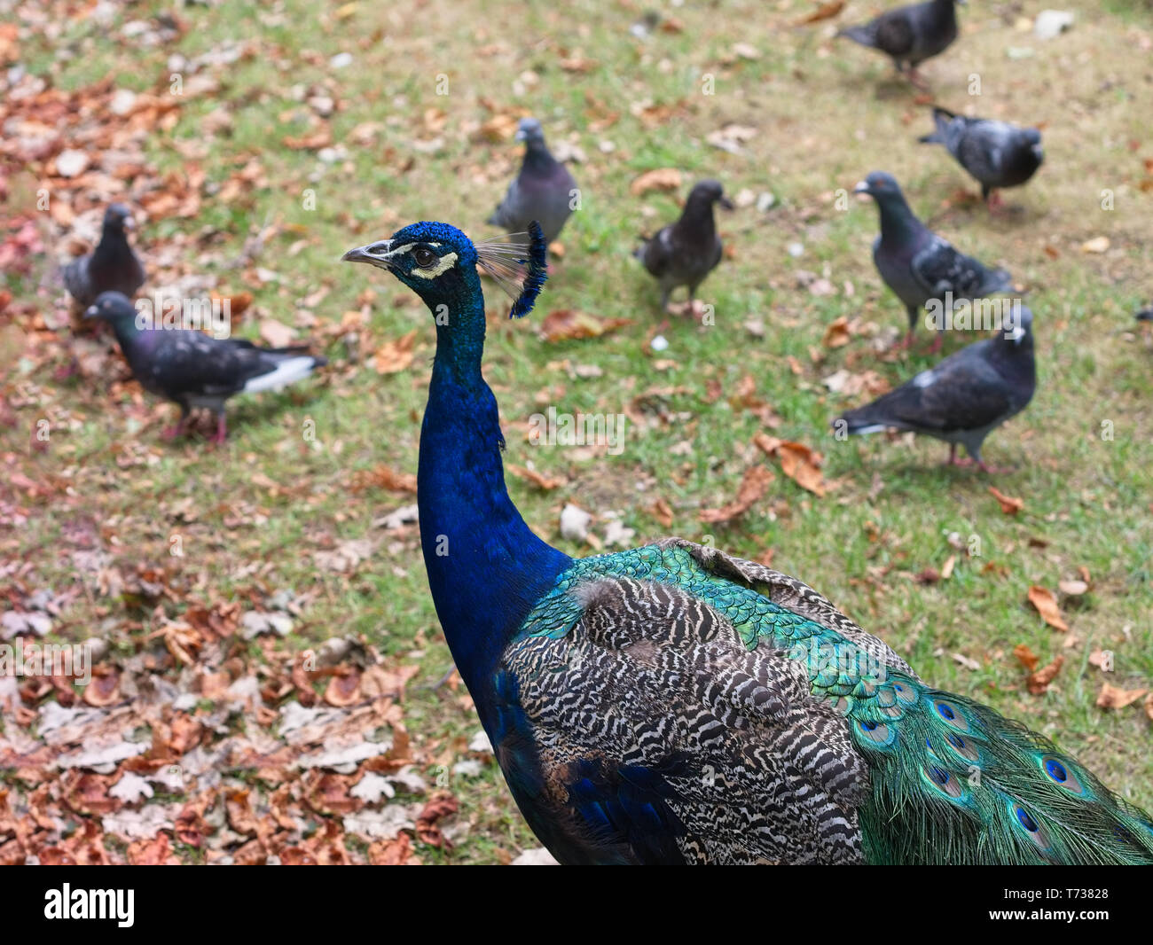 Peacock pigeon hi-res stock photography and images - Alamy