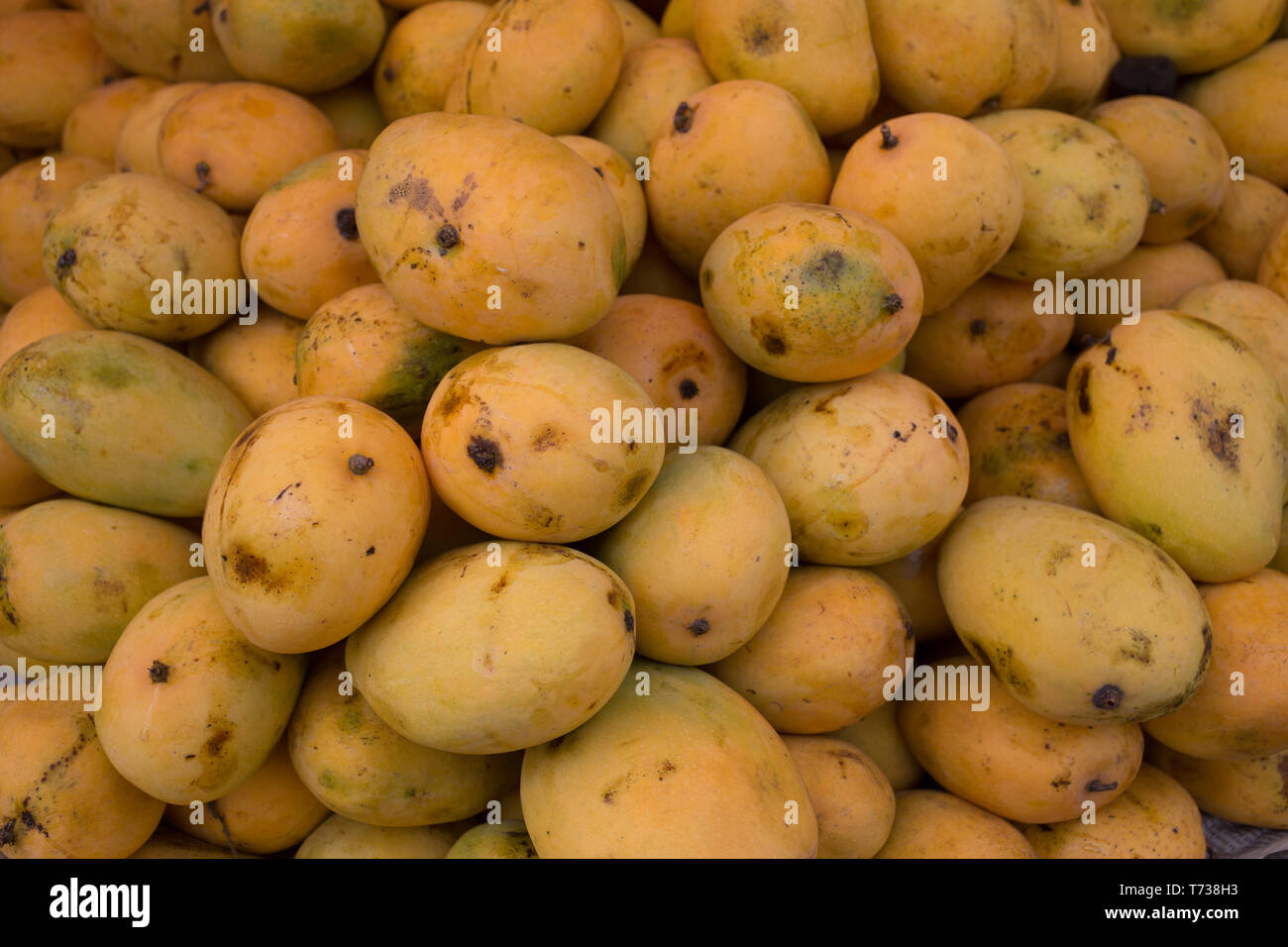 Carabao mango hi-res stock photography and images - Alamy Carabao mango hi-res stock photography and images - Alamy